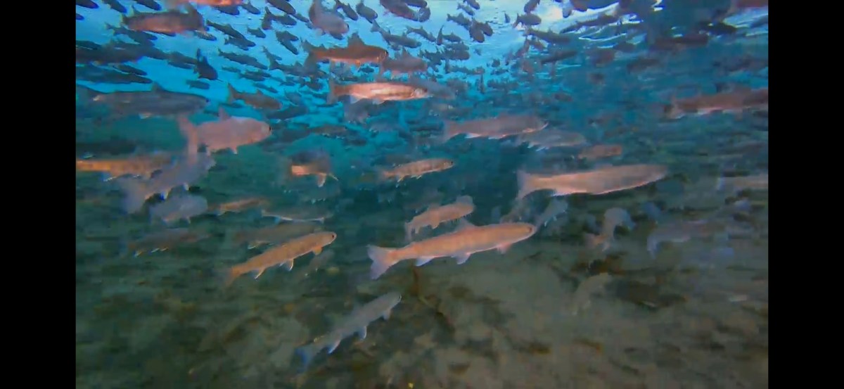 Spring 2023 Arctic Slope Fish Ecology Fieldwork – Arctic Beringia Fish ...