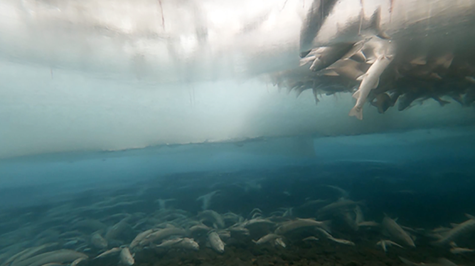 Arctic Slope Fish Overwintering Ecology – Arctic Beringia Fish Ecology