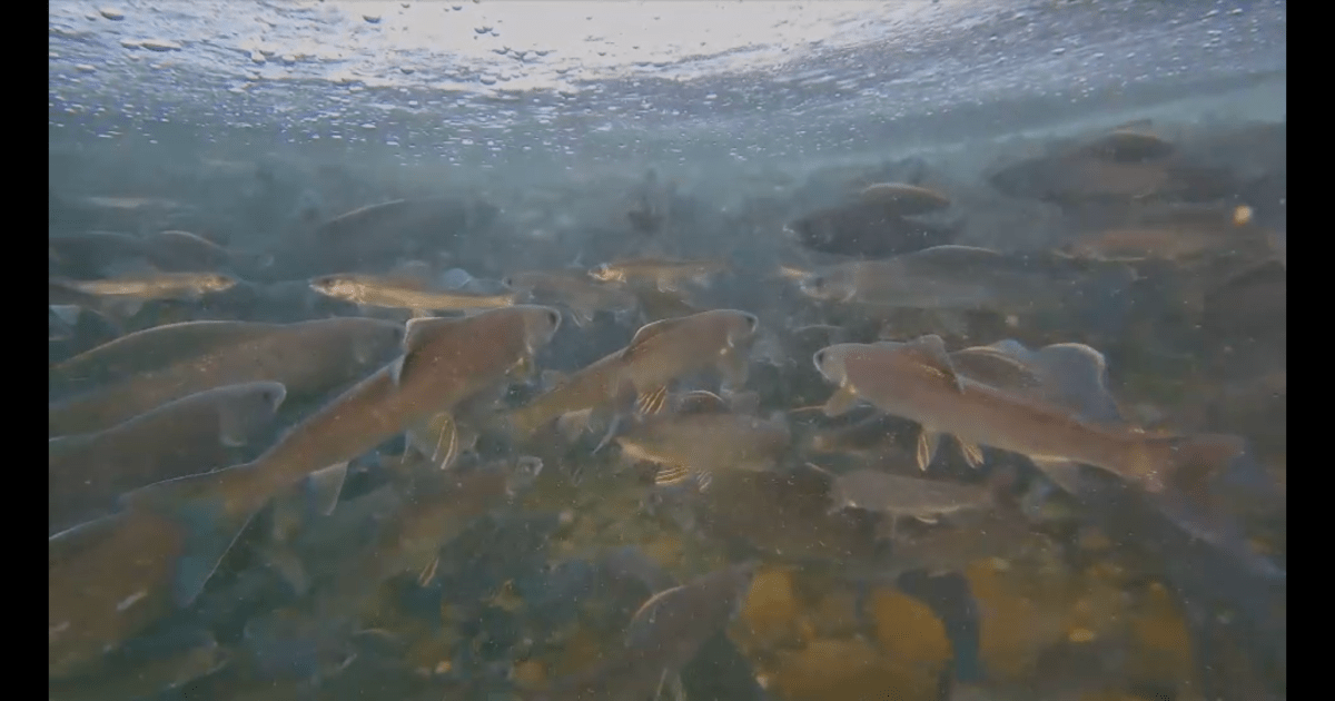 February and April 2024 Arctic Slope Fish Overwintering Fieldwork ...