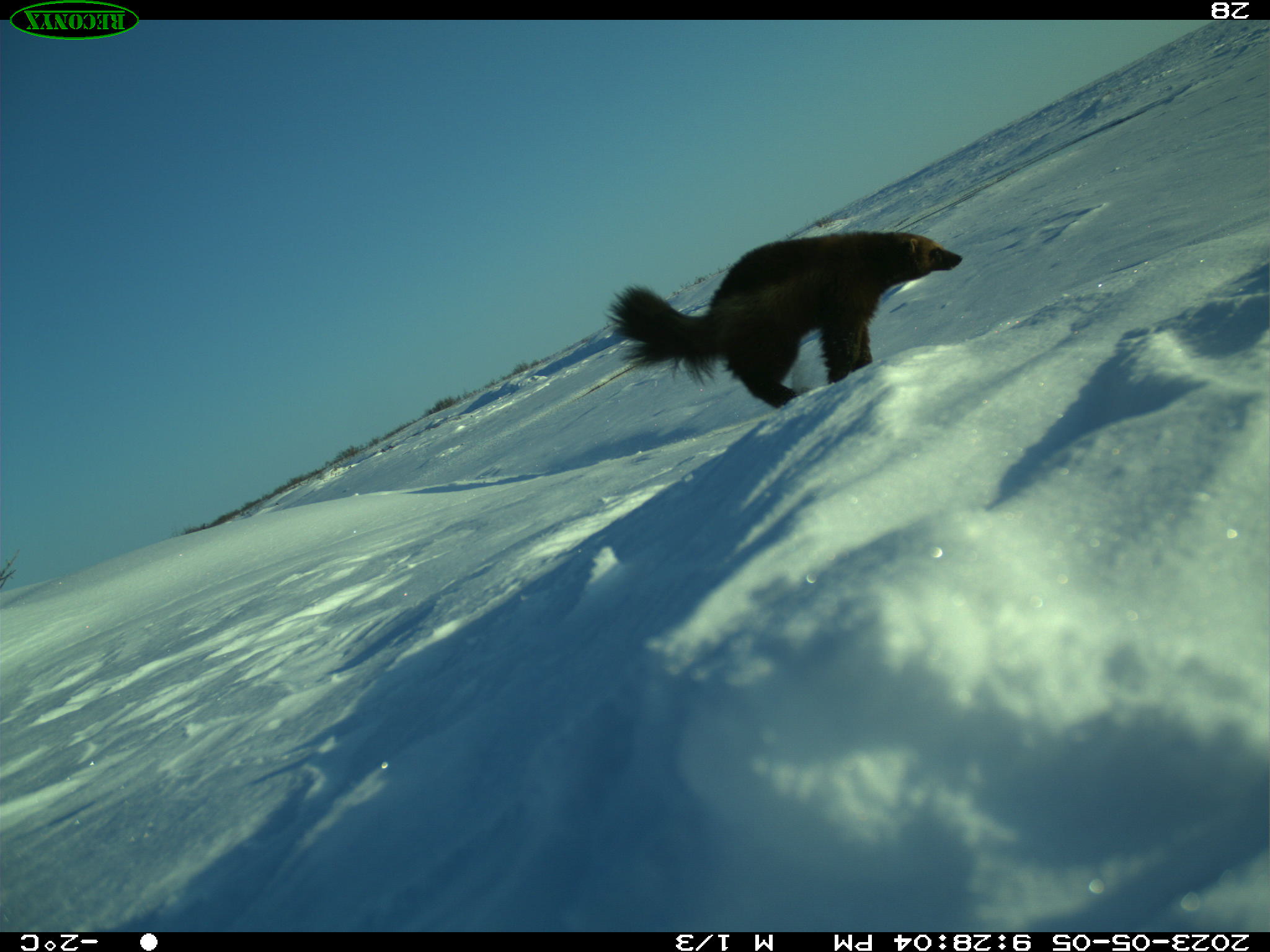 Arctic Slope Fish Overwintering Ecology – Arctic Beringia Fish Ecology