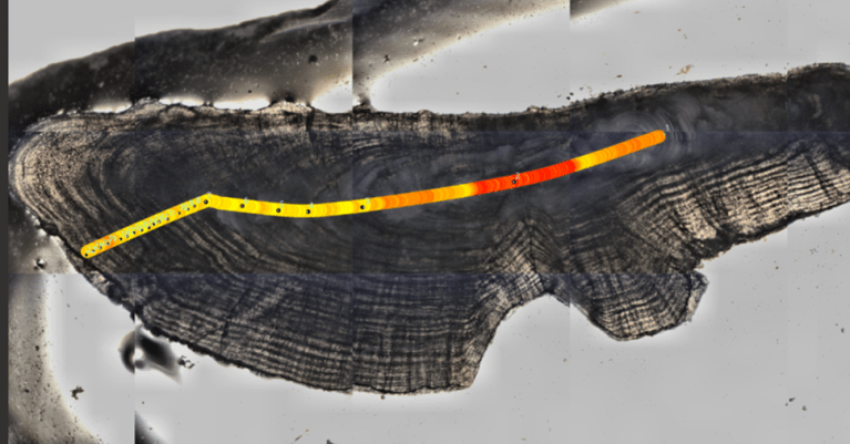 Sheefish Coastal Movements Study – Arctic Beringia Fish Ecology
