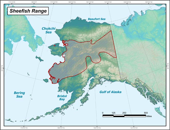 Sheefish Coastal Movements Study – Arctic Beringia Fish Ecology